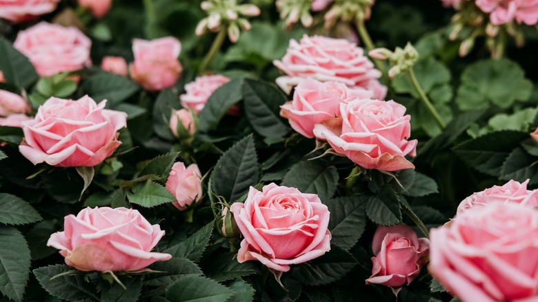 Understanding How Garden Roses Change Color - Global Ideas