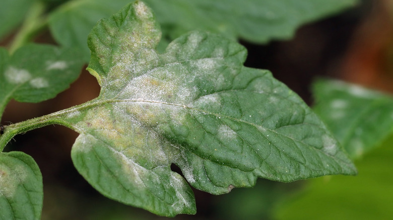 A Guide on Utilizing Hydrogen Peroxide to Combat Powdery Mildew ...